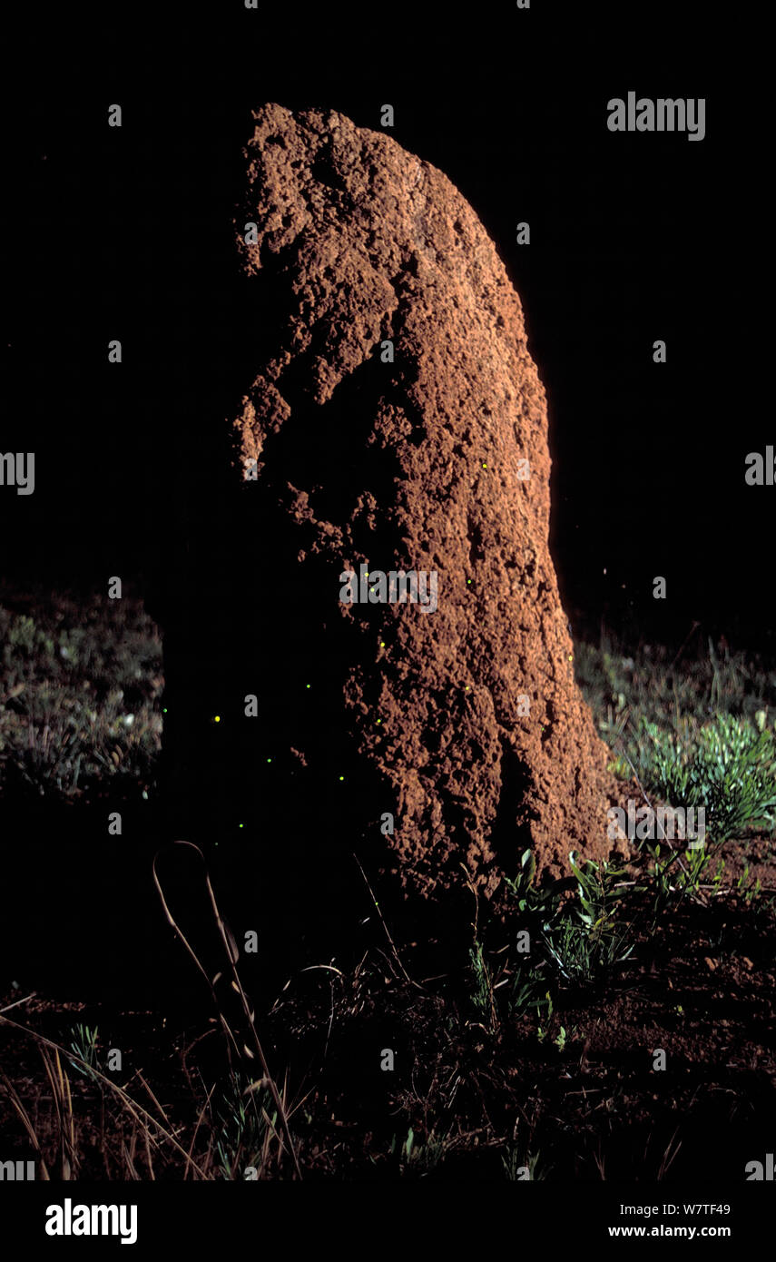 Bioluminescent Firefly (Pyrearinus termitilluminans) larvae on Termite ...