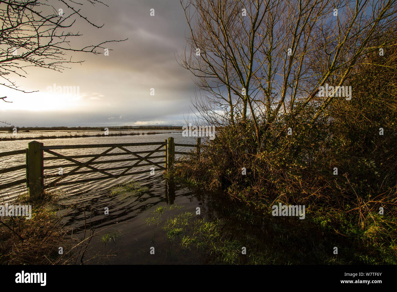 Middlezoy hi-res stock photography and images - Alamy