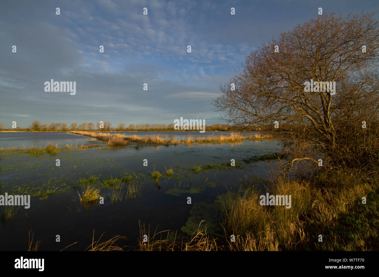 Middlezoy hi-res stock photography and images - Alamy