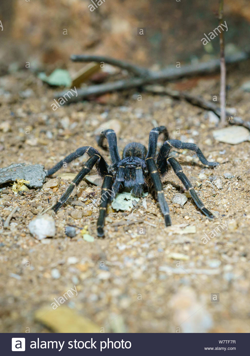 Baboon Spider High Resolution Stock Photography and Images - Alamy
