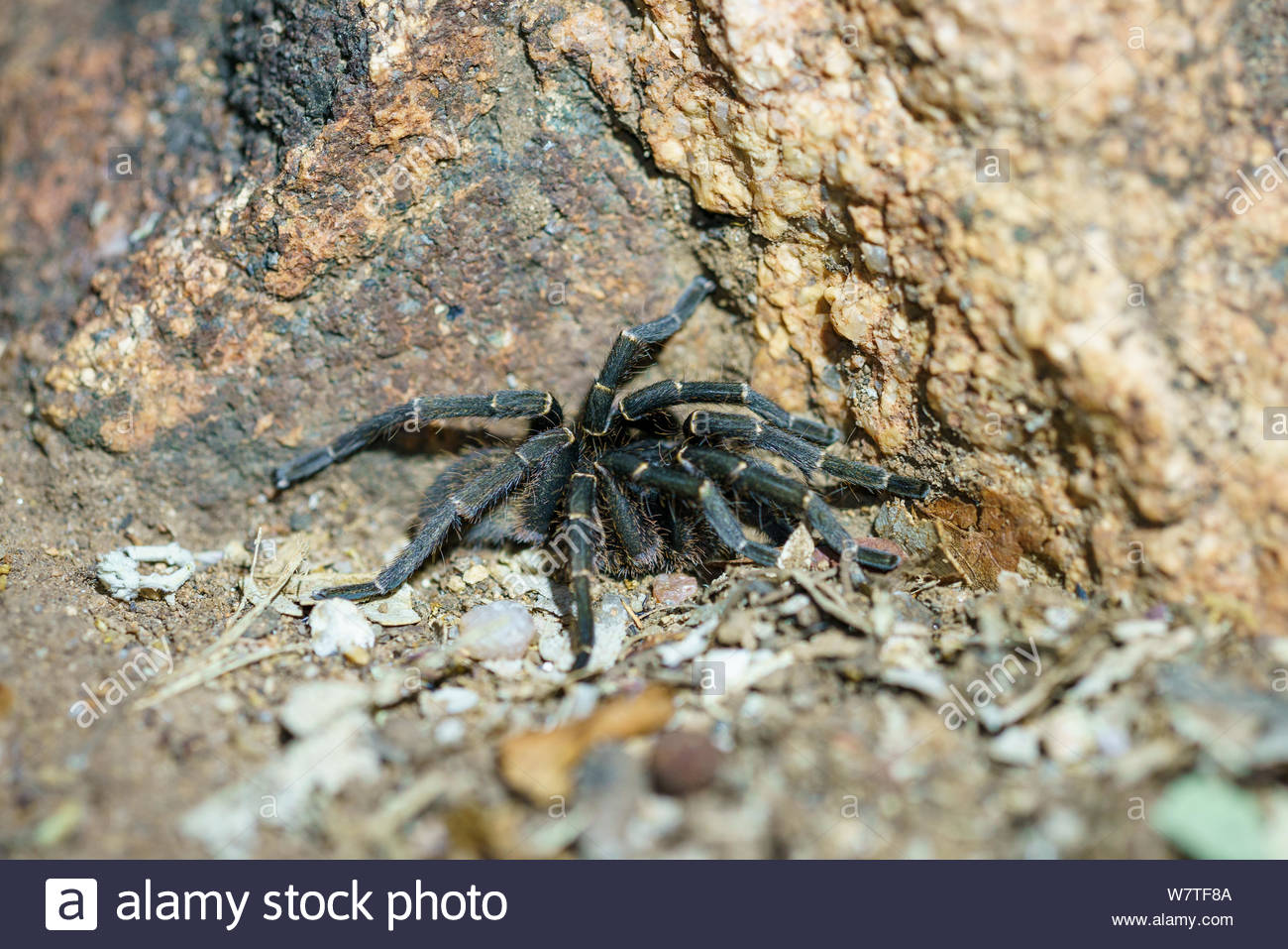 Baboon Spider High Resolution Stock Photography and Images - Alamy