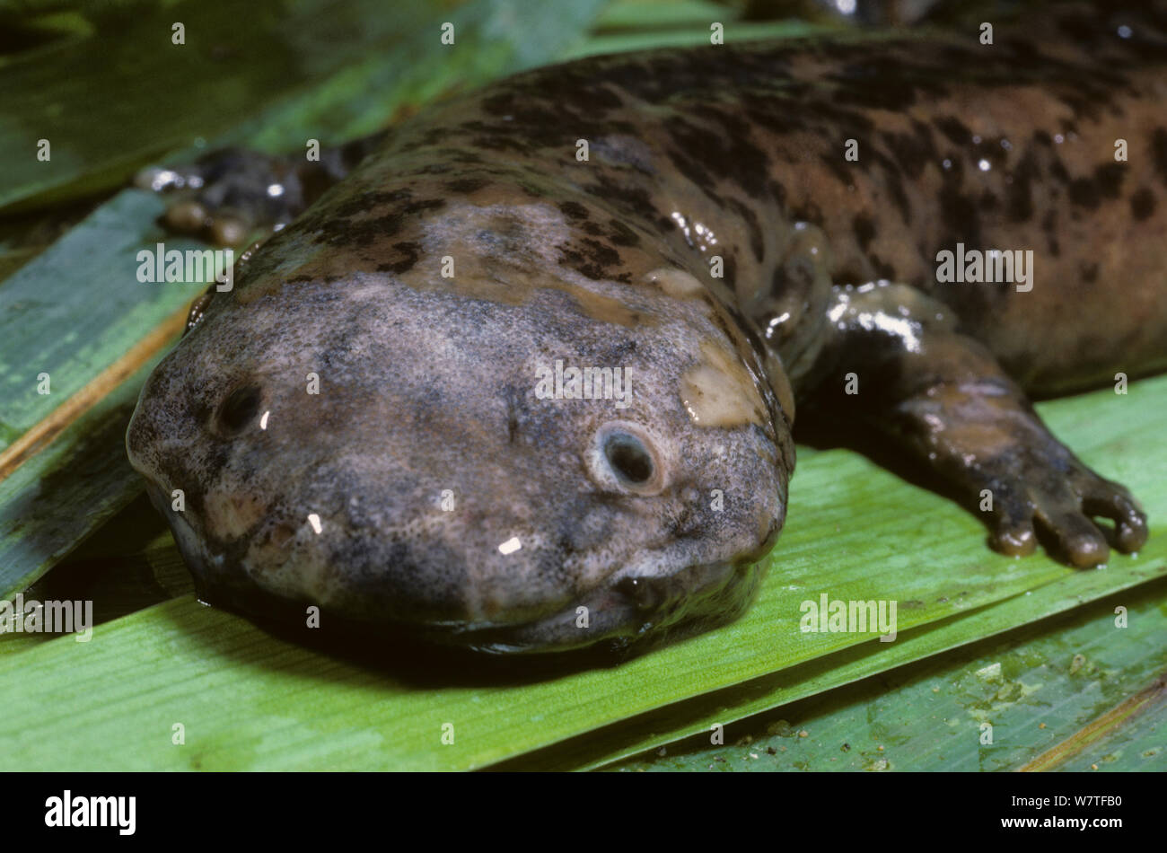 Chinese giant salamander (Andrias davidianus) China, captive ...