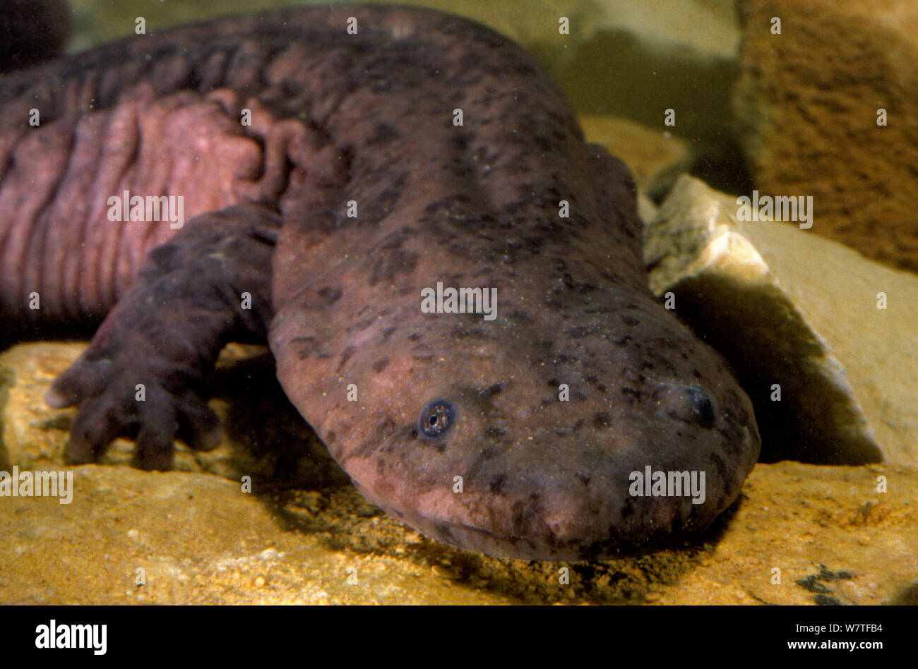 Chinese giant salamander (Andrias davidianus) China, captive ...