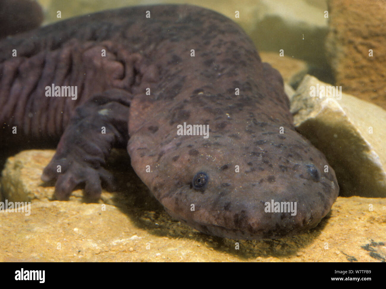 Chinese giant salamander (Andrias davidianus) China, captive ...