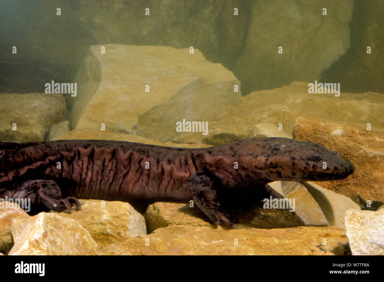 Chinese giant salamander (Andrias davidianus) China, captive ...