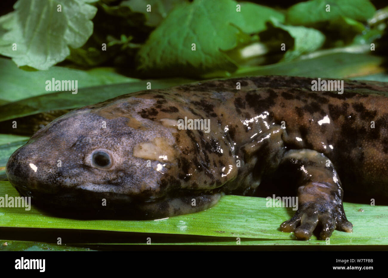 Chinese giant salamander (Andrias davidianus) China, captive ...