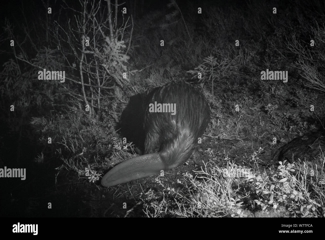 Castor tails hi-res stock photography and images - Alamy