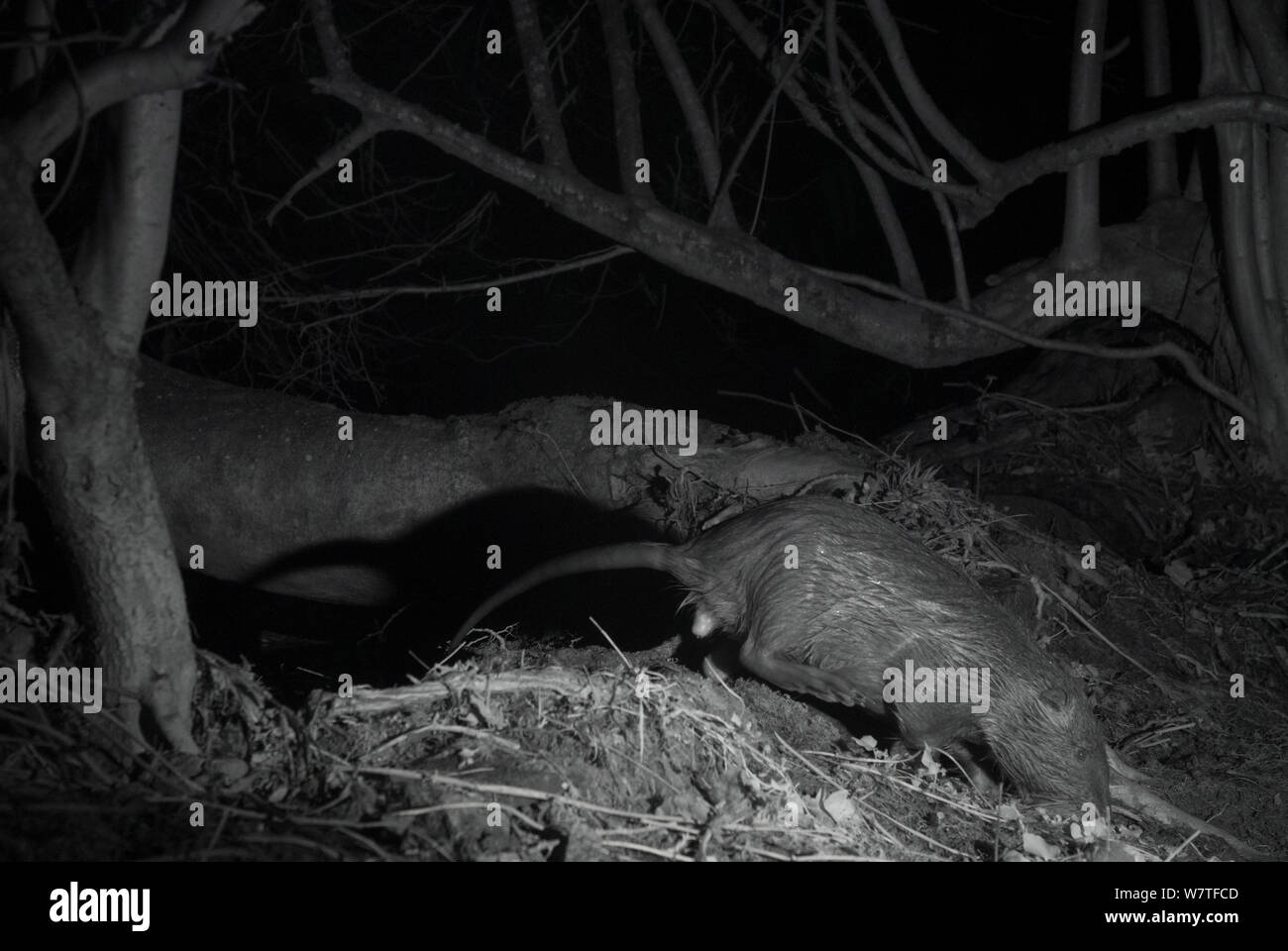 Coypu nutria trap hi-res stock photography and images - Alamy