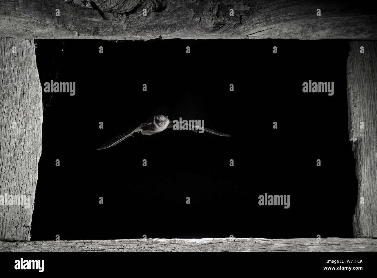 Pipistrelle bat (Pipistrellus pipistrellus) flying through window ...