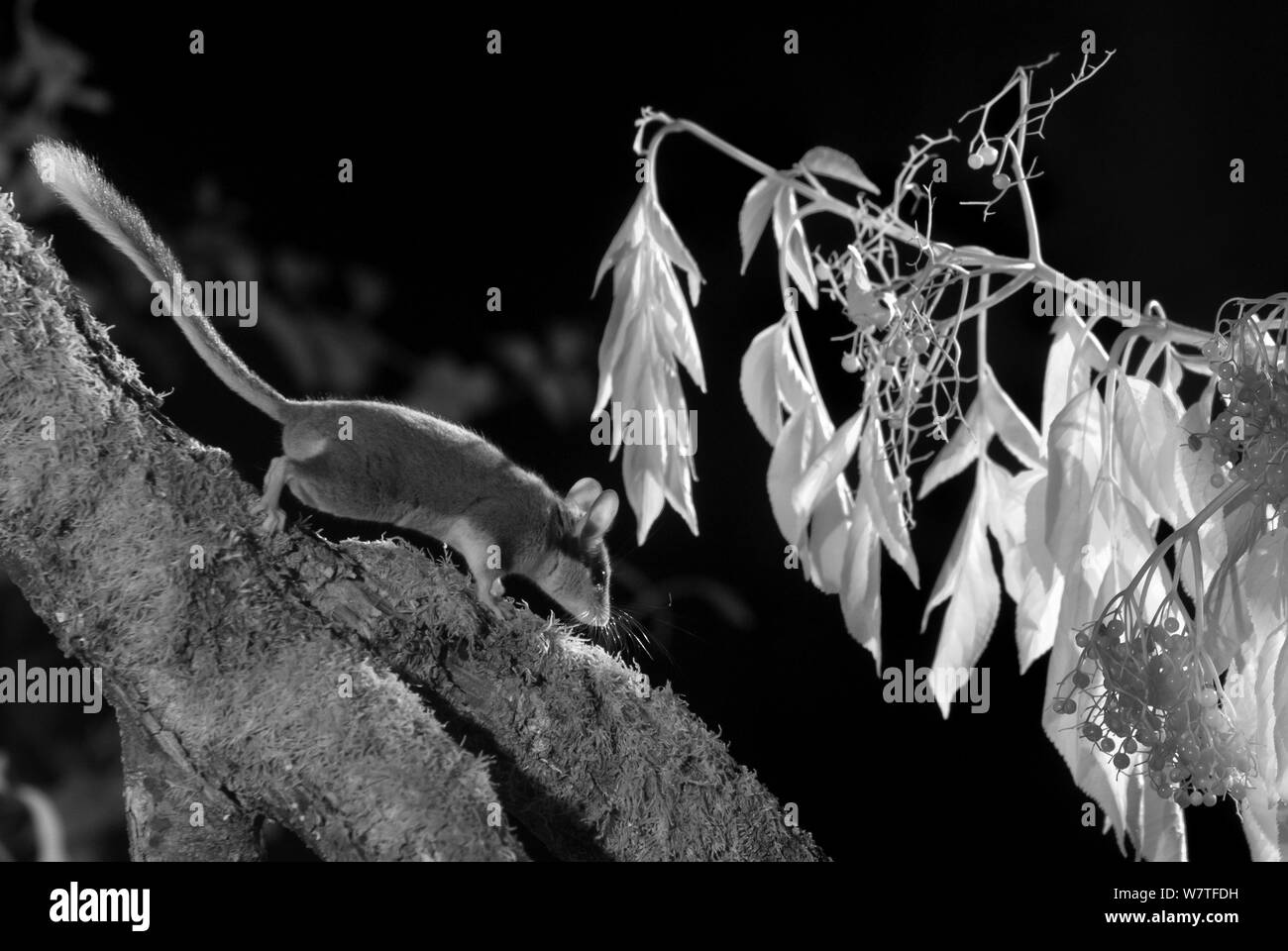Dormouse (Eliomys quercinus) taken at night with infra red remote ...
