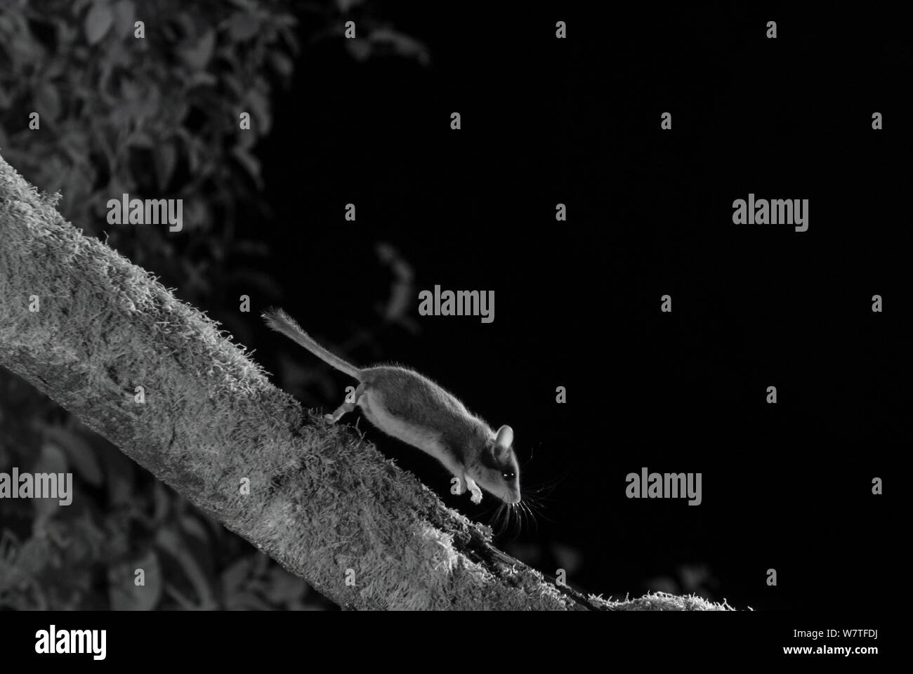 Ir trap hi-res stock photography and images - Alamy