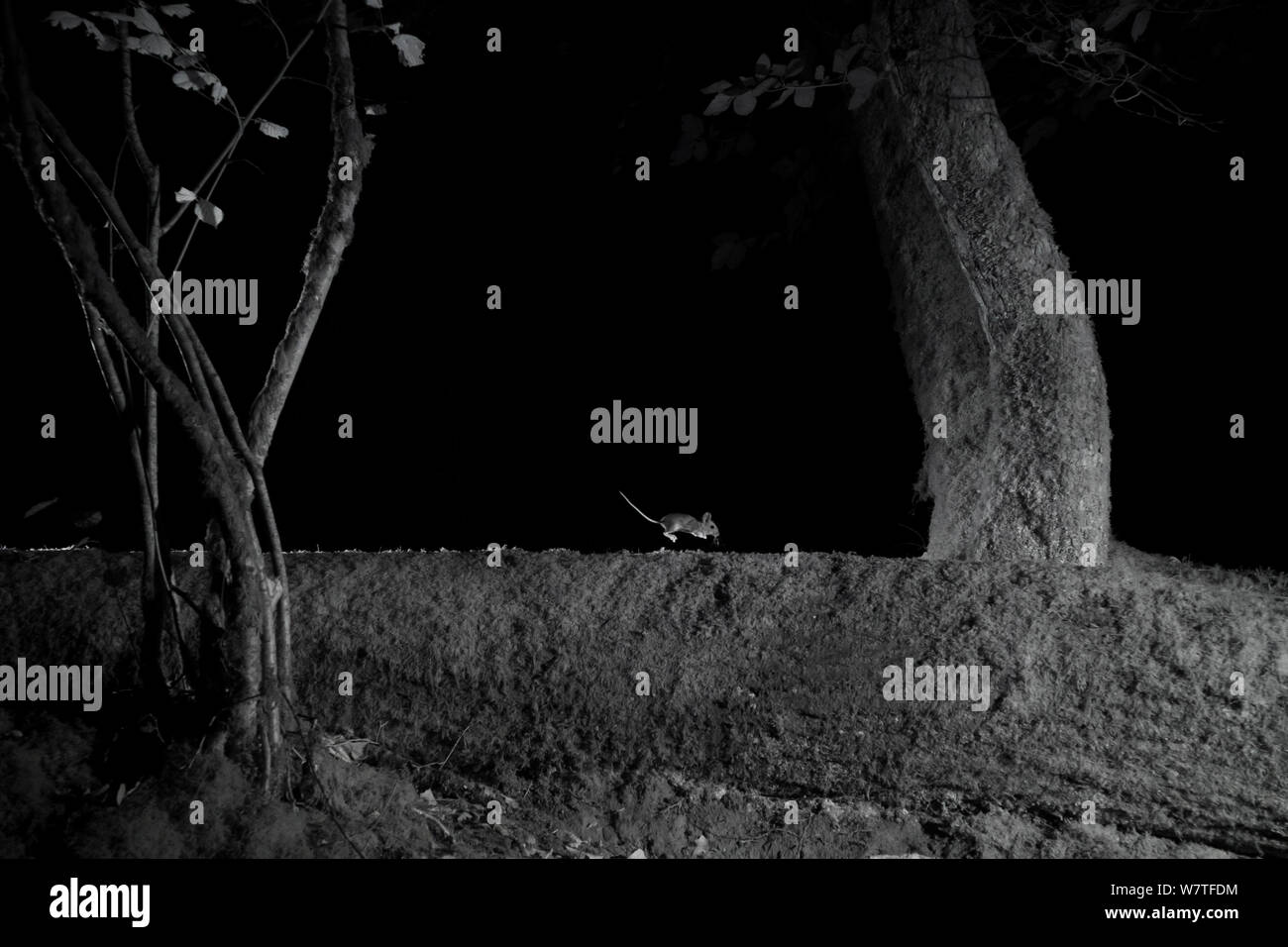Field mouse (Apodemus sylvaticus) jumping on tree branch, Mayenne, Pays ...