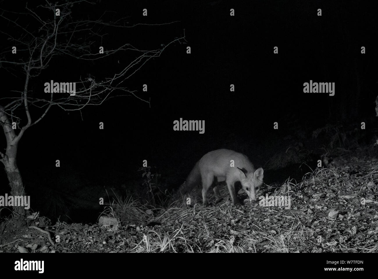 Red fox (Vulpes vulpes) taken at night with infra-red remote camera ...