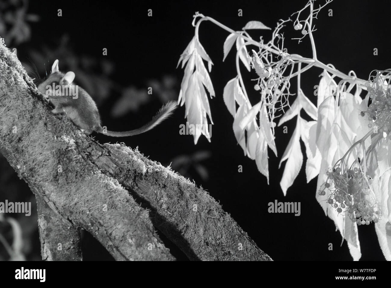 Dormouse (Eliomys quercinus) taken at night with infra red remote ...