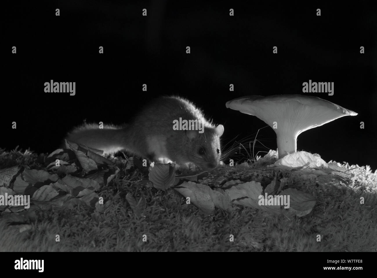 Edible dormouse (Glis glis) and mushroom at night taken with infra red ...
