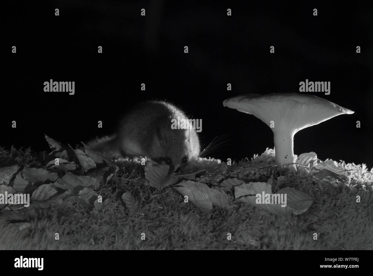 Forest dormouse (Dryomys nitedula) and mushroom at night, taken with ...
