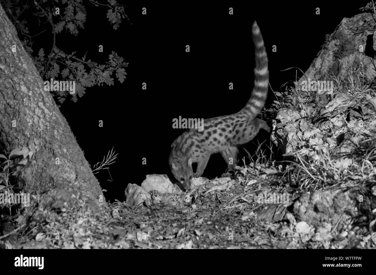 European genet (Genetta genetta) taken at night with infra red remote ...