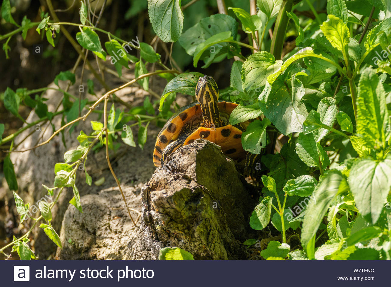 Terrapin Uk High Resolution Stock Photography and Images - Alamy