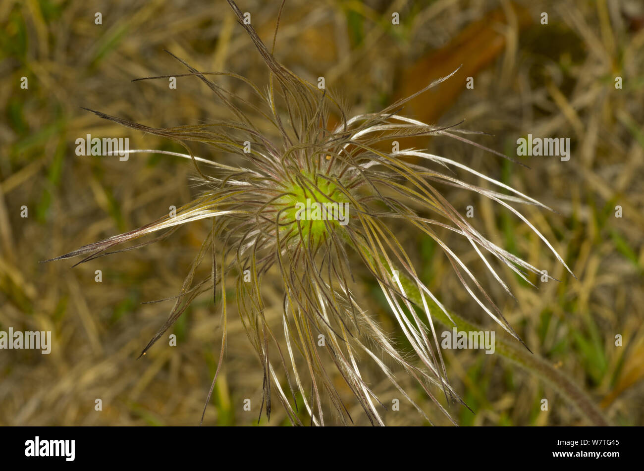 seed of Korean pasque flower Stock Photo - Alamy