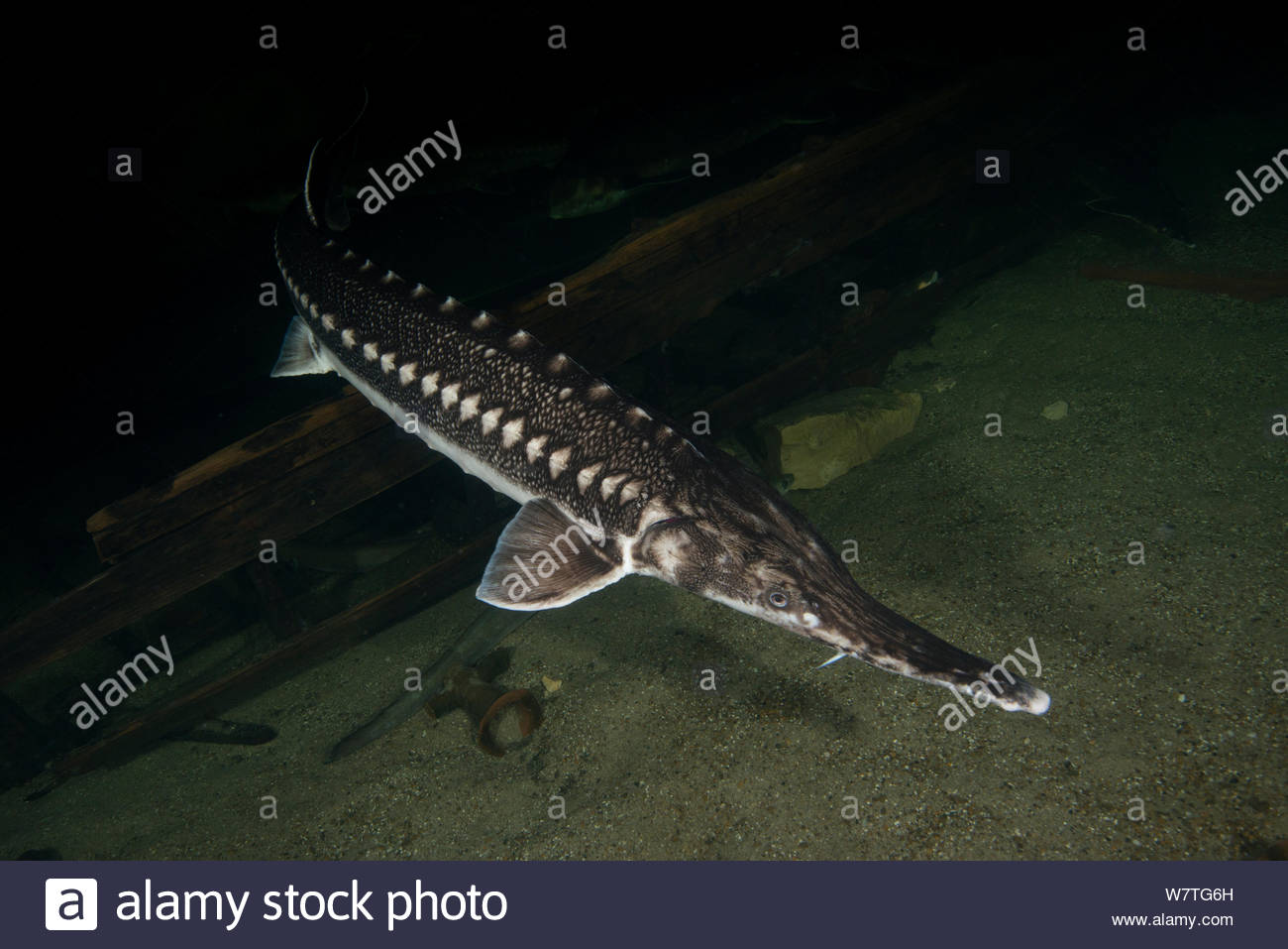 Acipenseriformes Stock Photos & Acipenseriformes Stock Images - Alamy