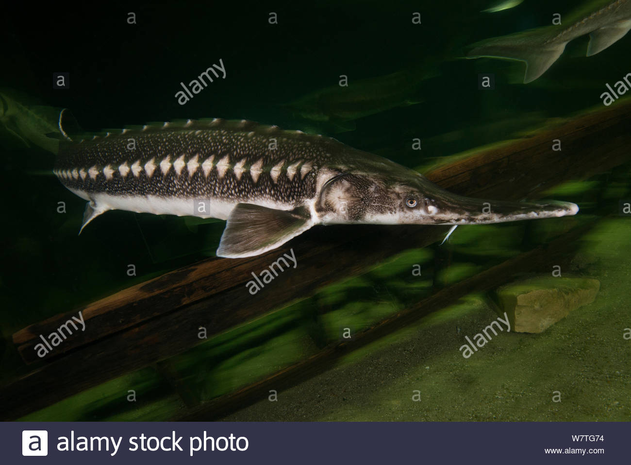 Acipenseriformes Stock Photos & Acipenseriformes Stock Images - Alamy
