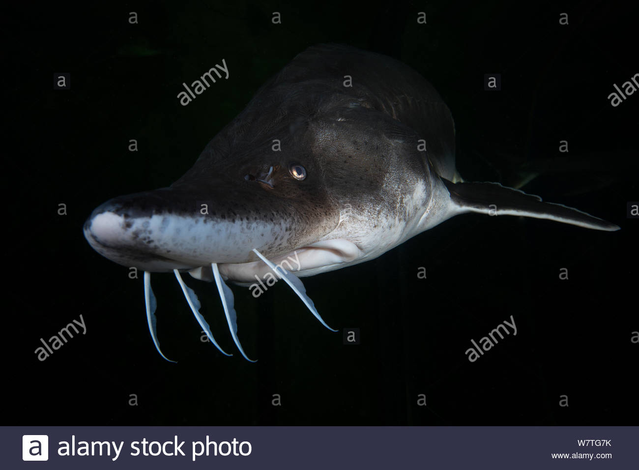 Acipenseriformes Stock Photos & Acipenseriformes Stock Images - Alamy