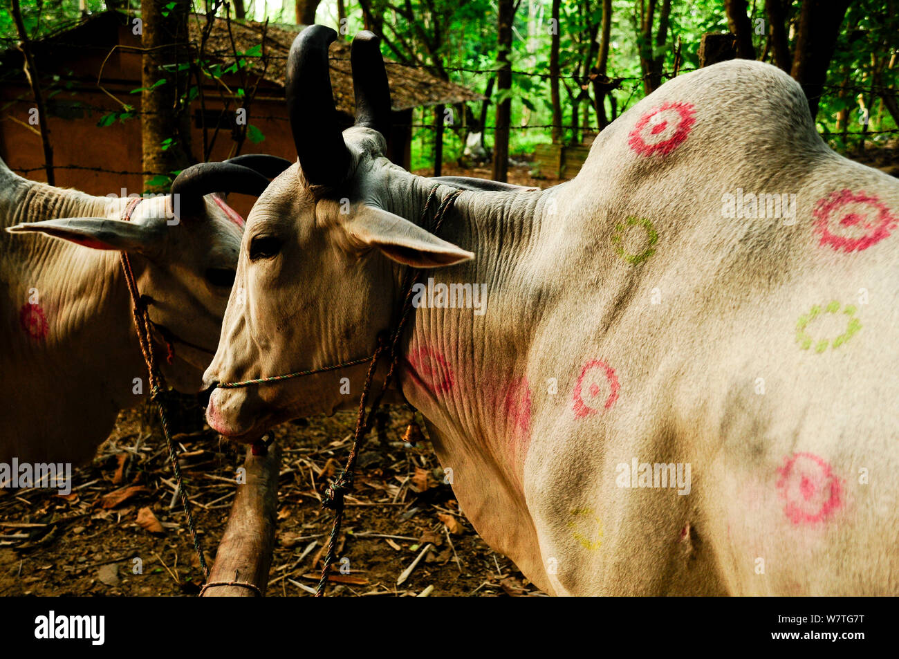 Zebu (Bos primigenius indicus) cattle with marks painted on skin ...