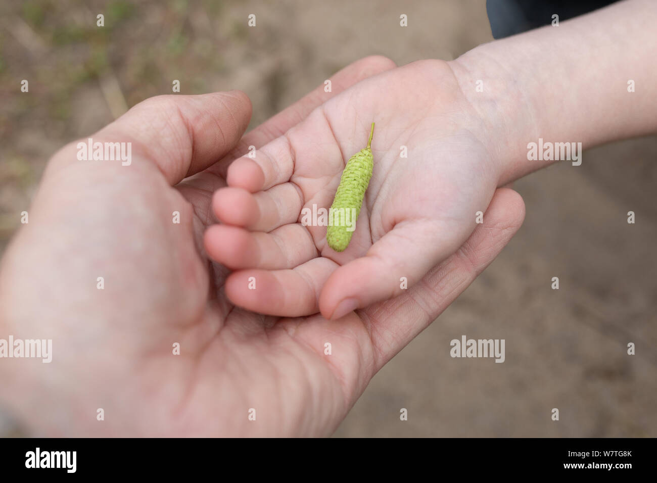 Palm tree bud hi-res stock photography and images - Alamy