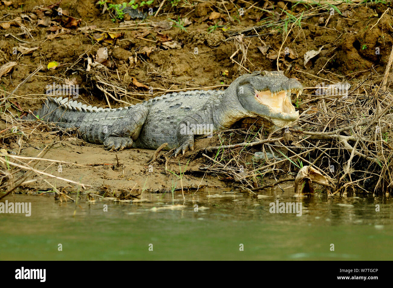 Mugger crocodile (Crocodylus palustris) Royal Chitwan National Park ...