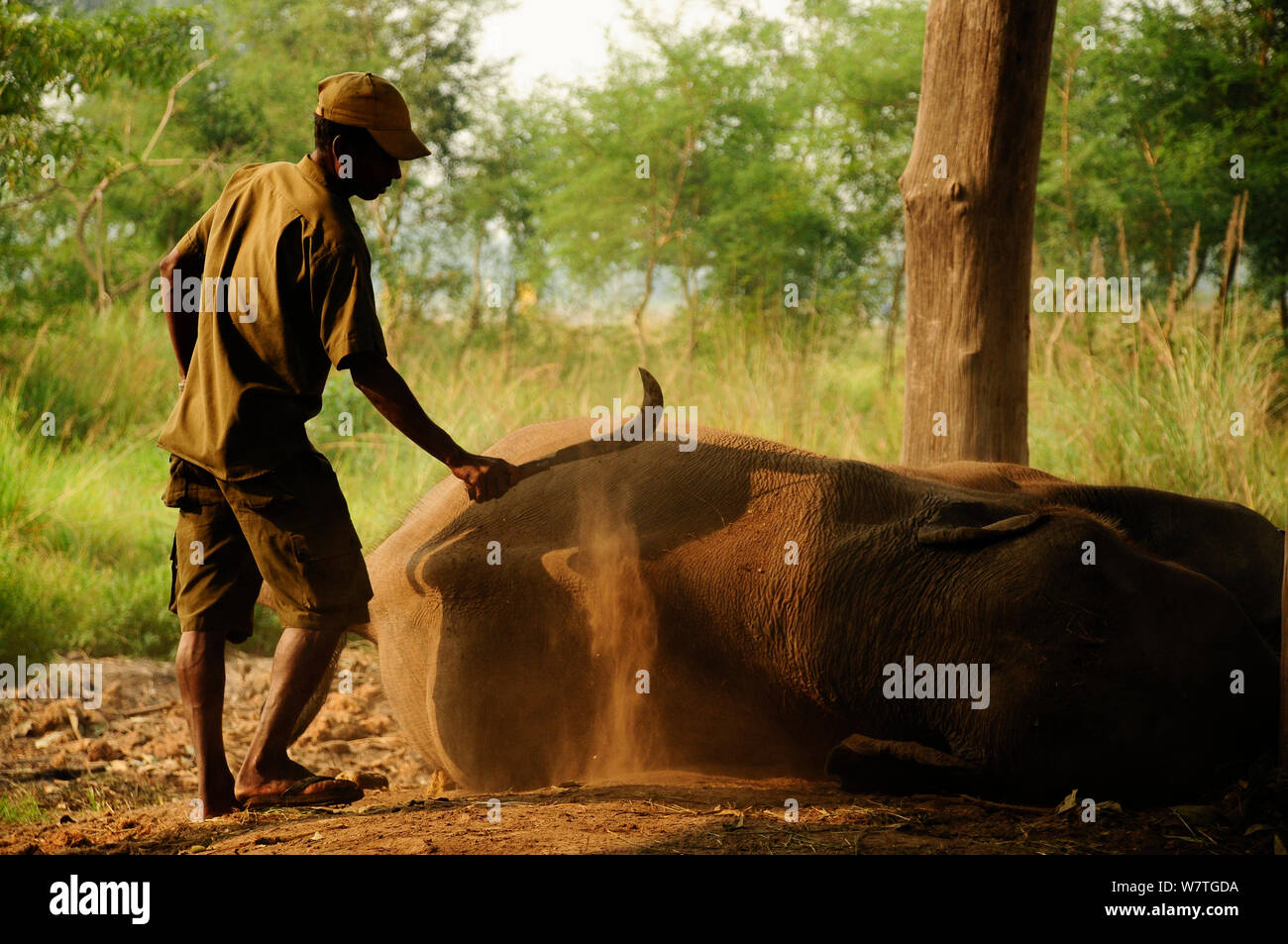 Domestic elephant hi-res stock photography and images - Alamy