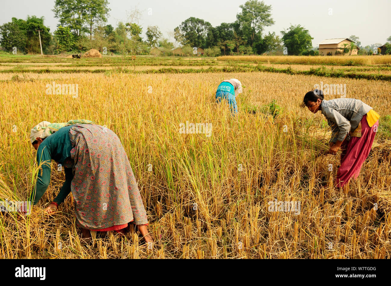 Reaping hi-res stock photography and images - Alamy