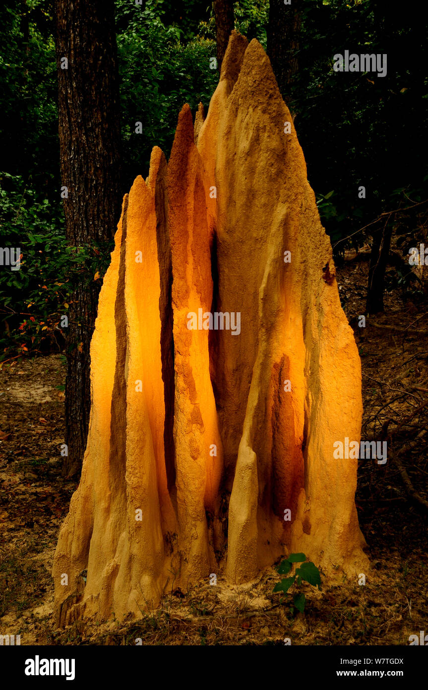 Indian termite mounds hi-res stock photography and images - Alamy