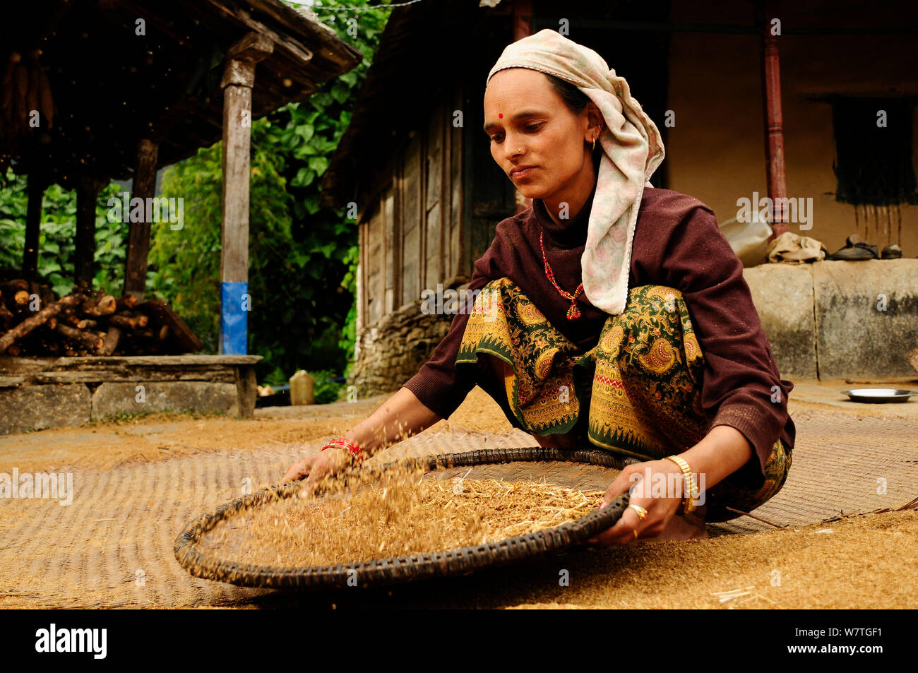 Woman winnowing wheat hi-res stock photography and images - Alamy
