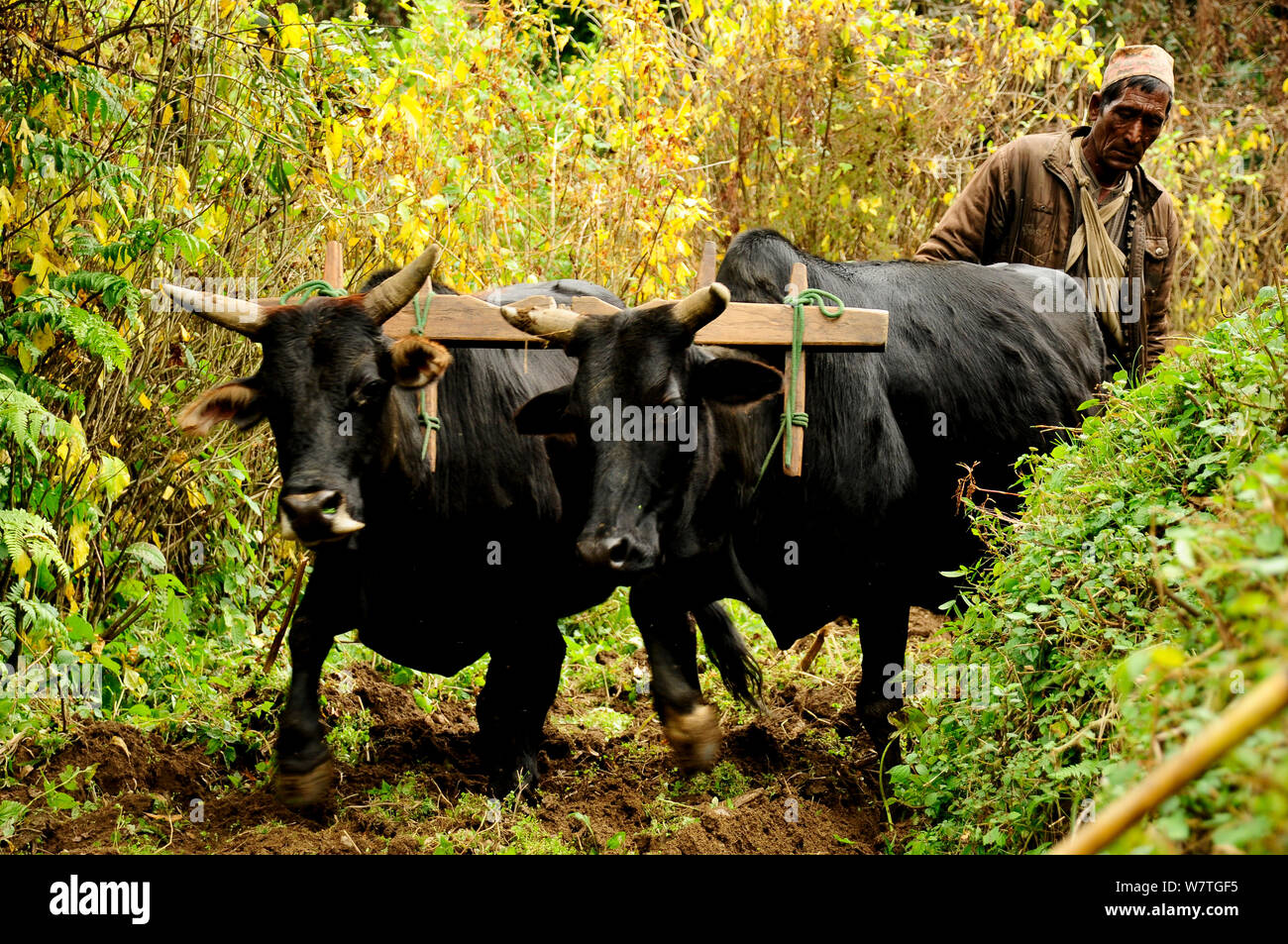 Ploughing with cows hi-res stock photography and images - Alamy