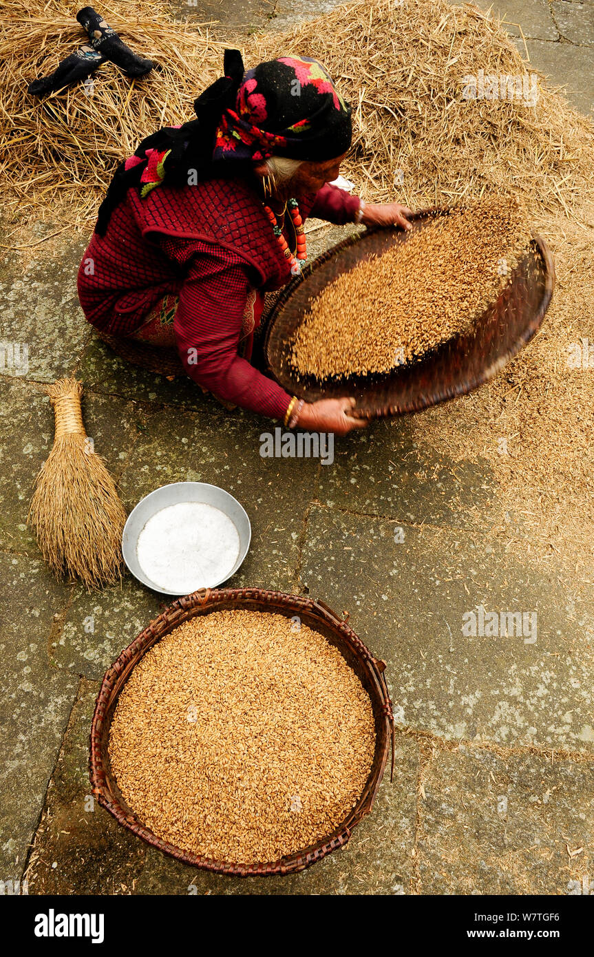 Woman winnowing wheat from chaff, Ghandruk Village (at 1990m ...