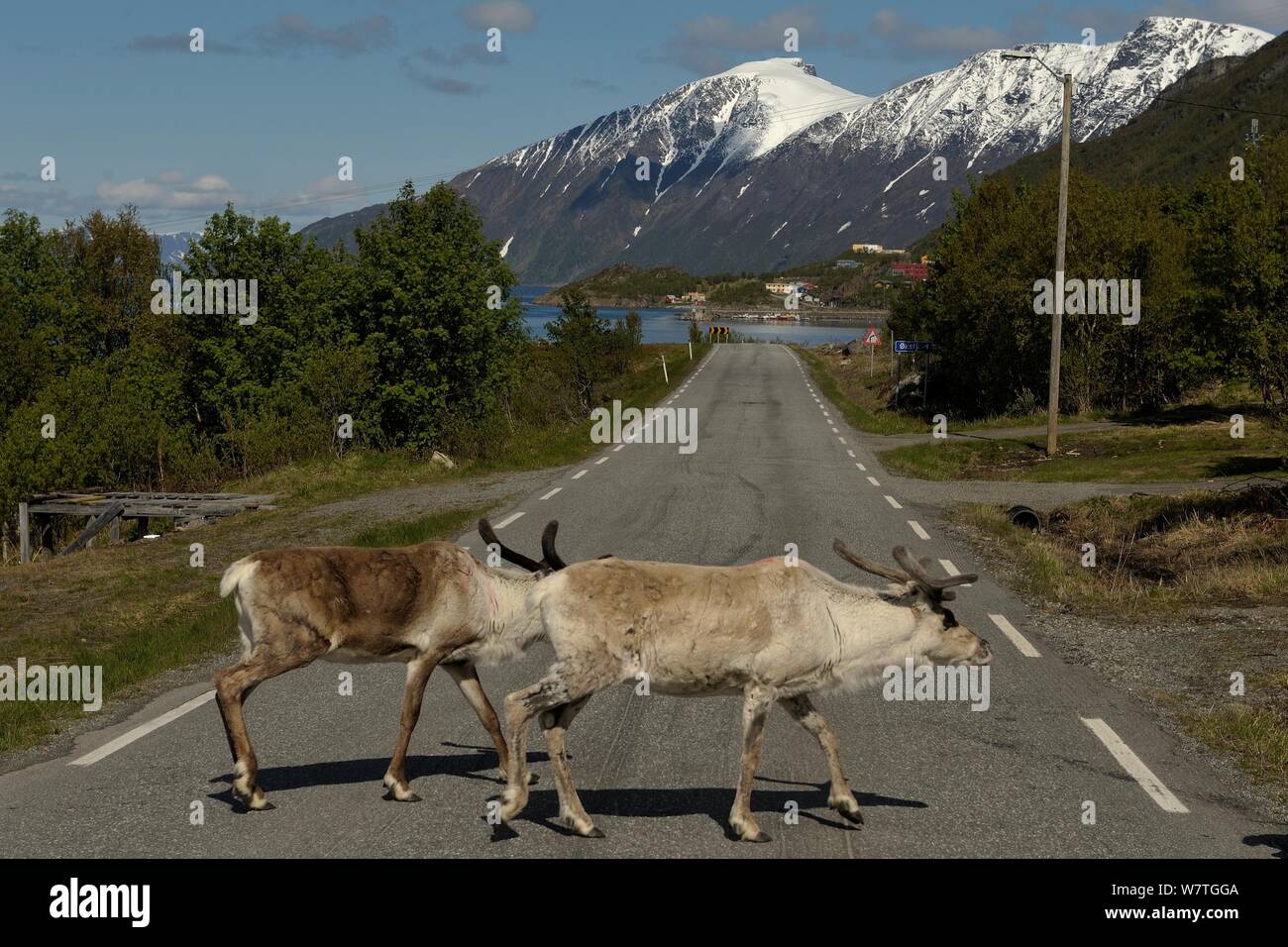 Reindeer (Rangifer tarandus) crossing the road, Finnmark, Norway, June ...
