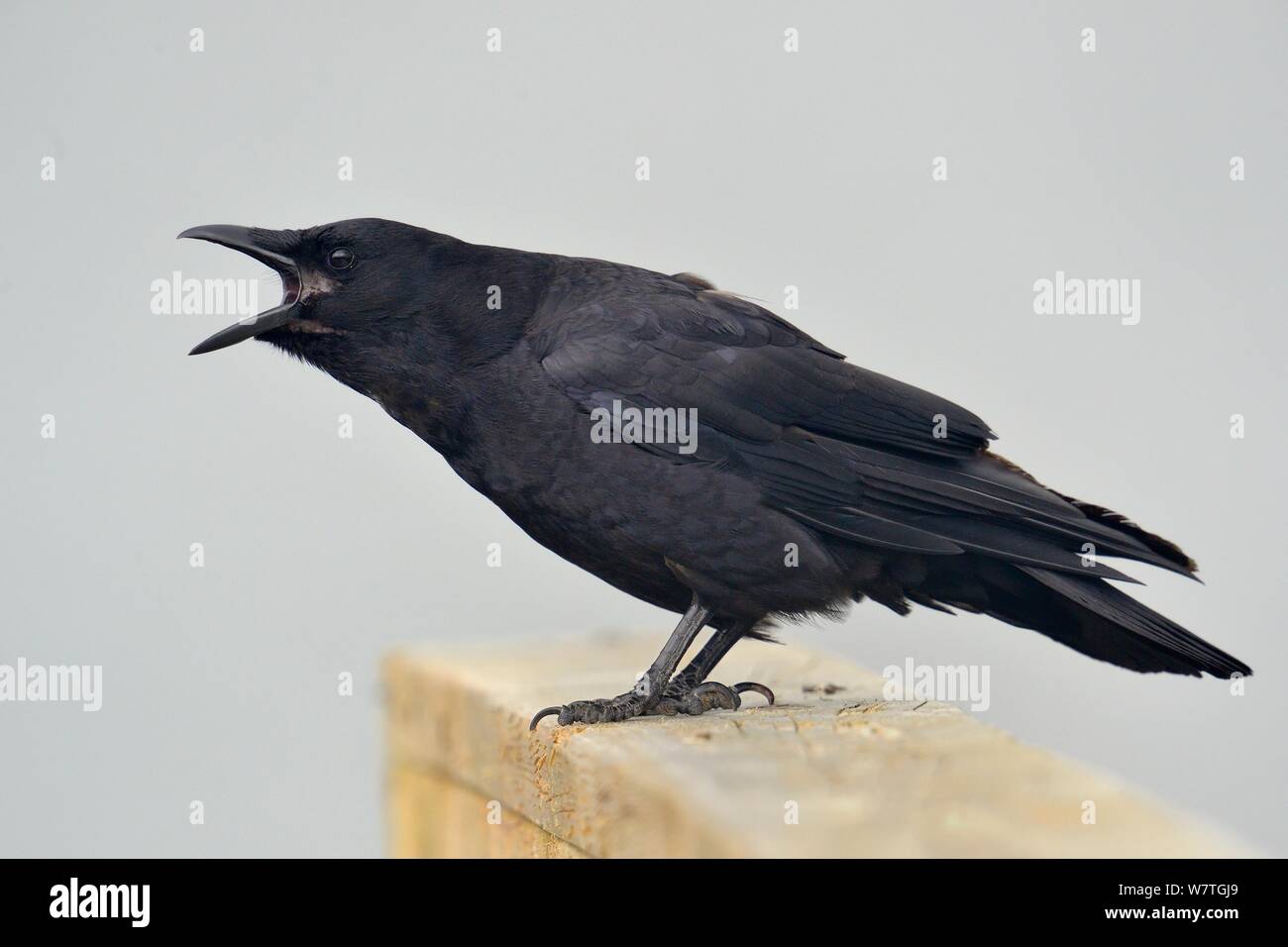 Fish crow (Corvus ossifragus), British Columbia, Canada, June Stock ...