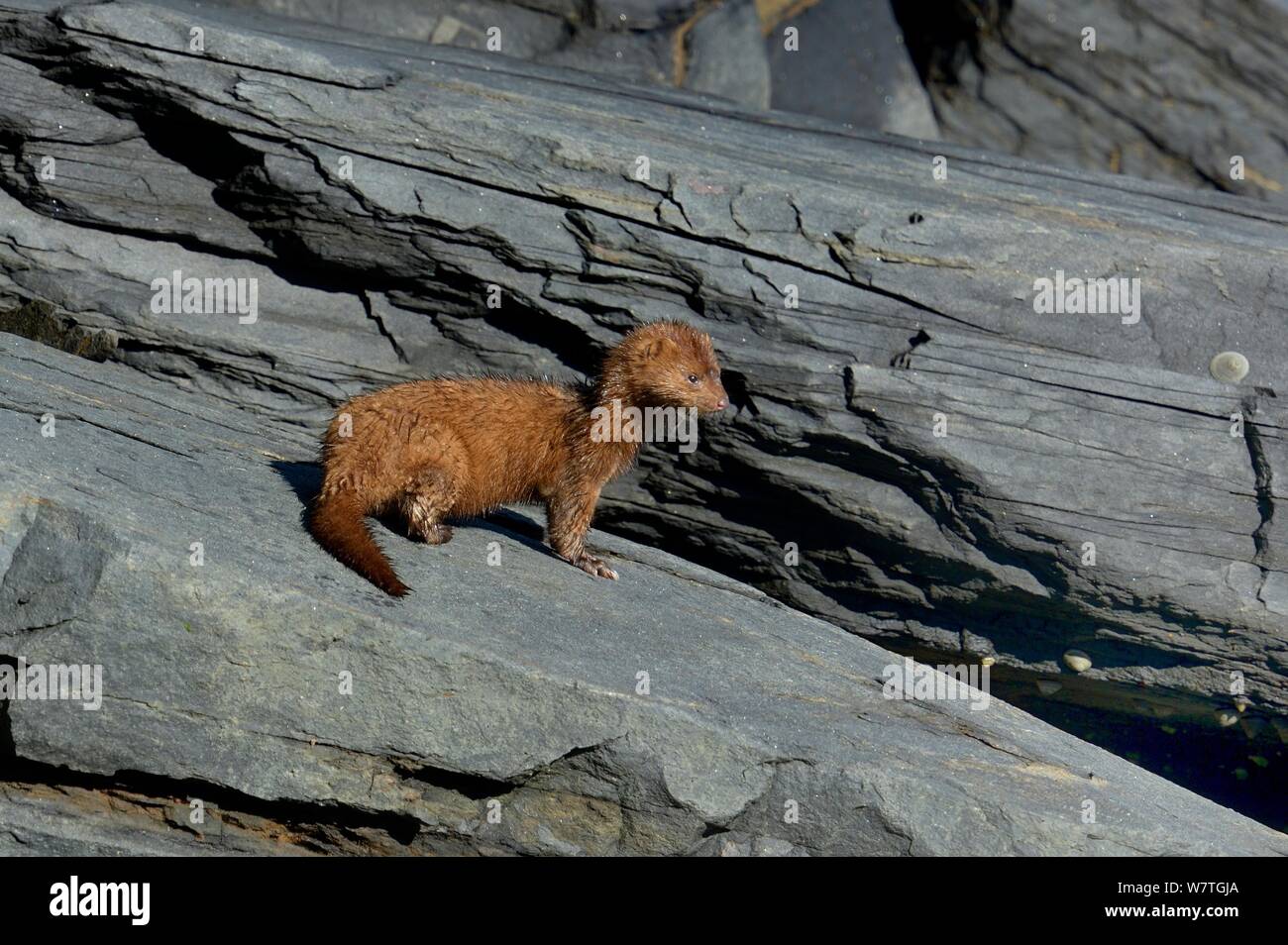 American mink mustela vison hi-res stock photography and images - Alamy