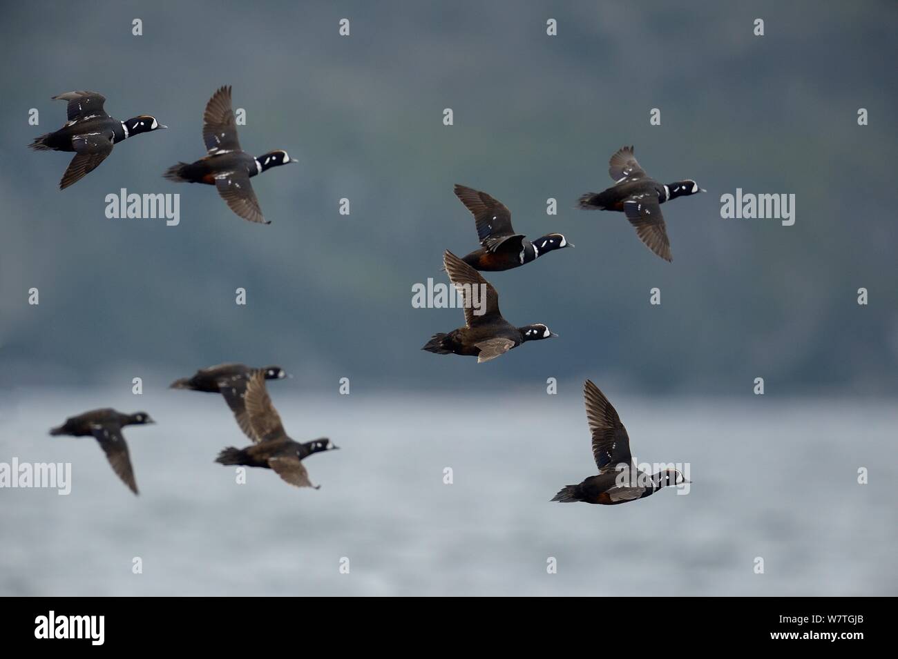 Harlequin duck flying hi-res stock photography and images - Alamy