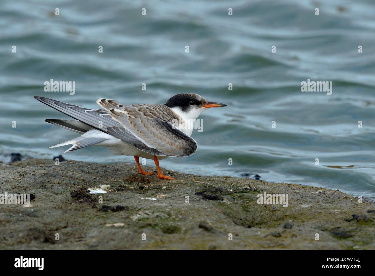 Common Tern (Sterna hirundo) juvenile, Breton Marsh, France, August ...