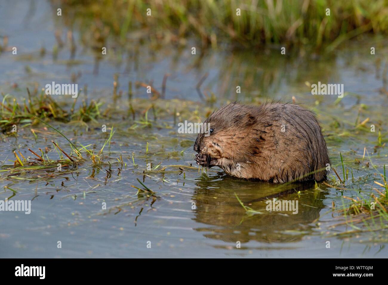Muskrat (Ondatra zibethicus) feeding, Breton Marsh, France, August ...