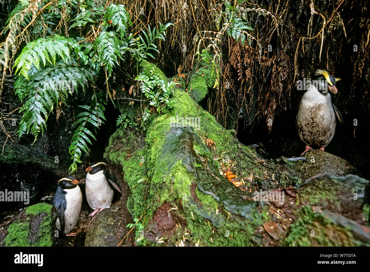 Fiordland Crested Penguin (Eudyptes pachyrhynchus) at nesting site in ...