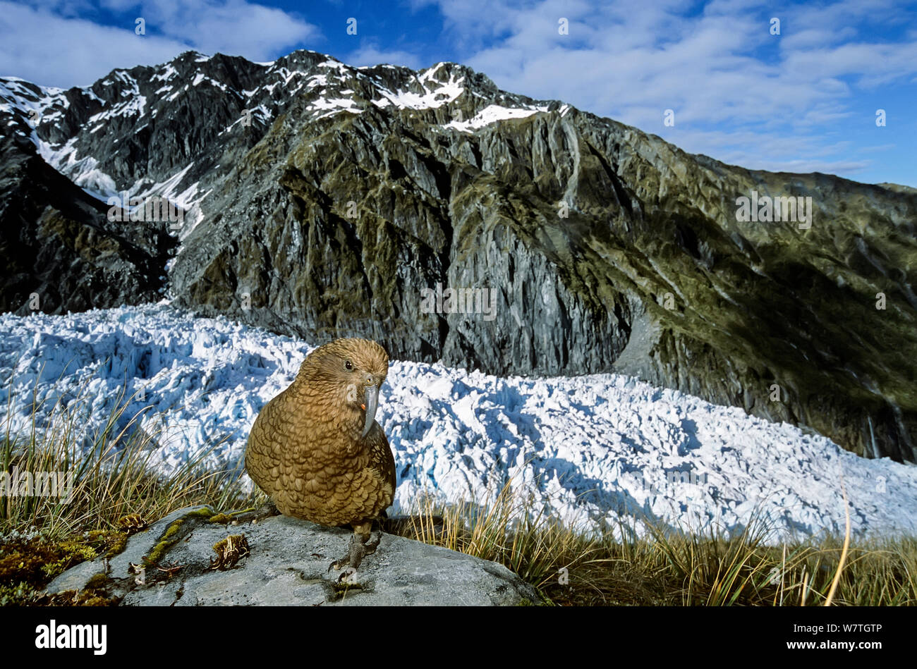 Kea (Nestor notabilis) in alpine vegetation well above treeline, Fox ...