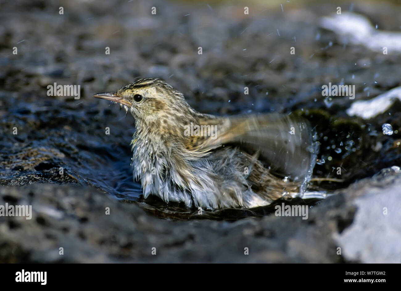 Adams island, new zealand hi-res stock photography and images - Alamy