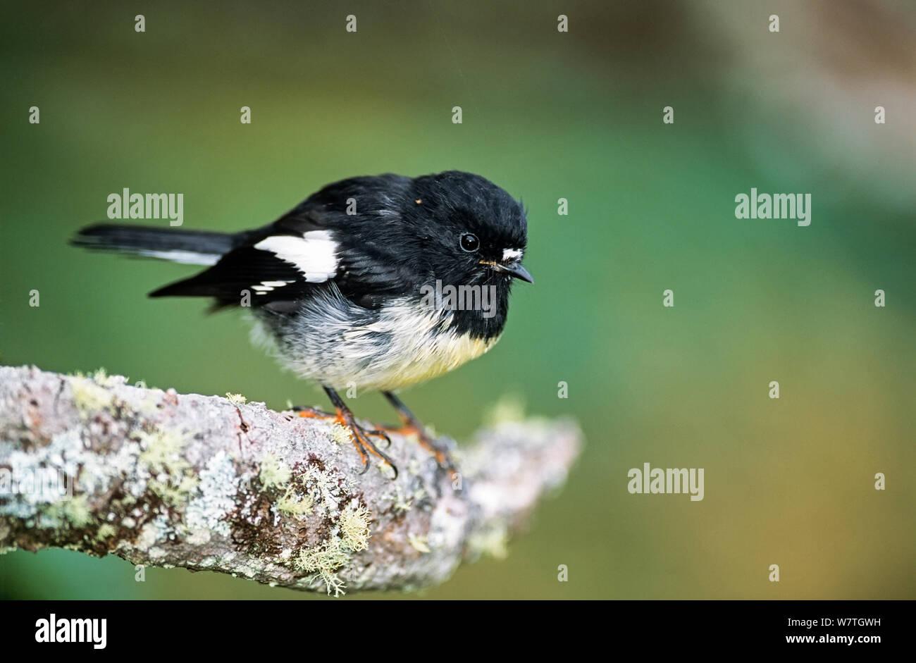New Zealand Tomtit (Petroica macrocephala) in coastal vegetation ...
