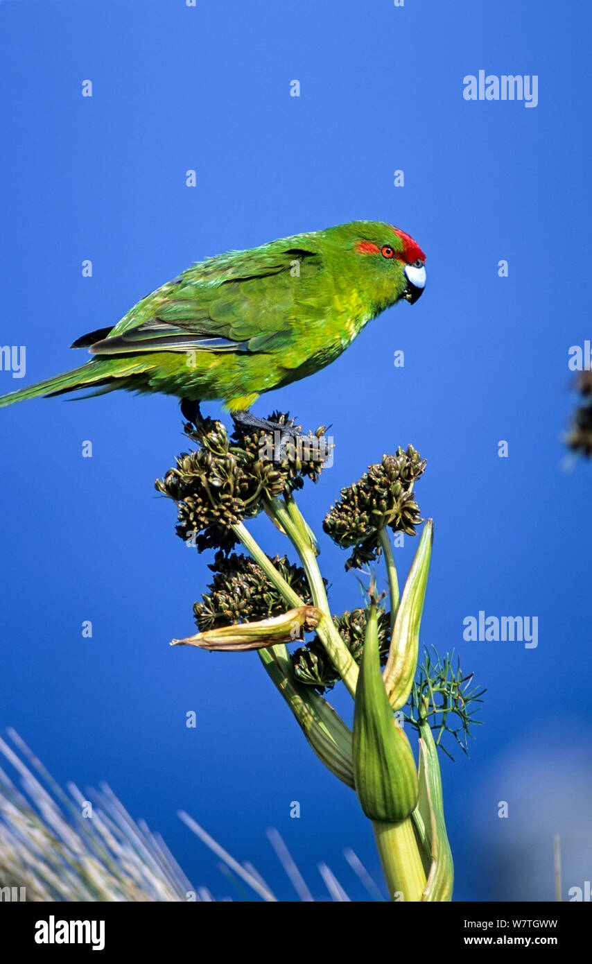 Red-crowned Parakeet (Cyanoramphus novaezeelandiae hochstetteri ...