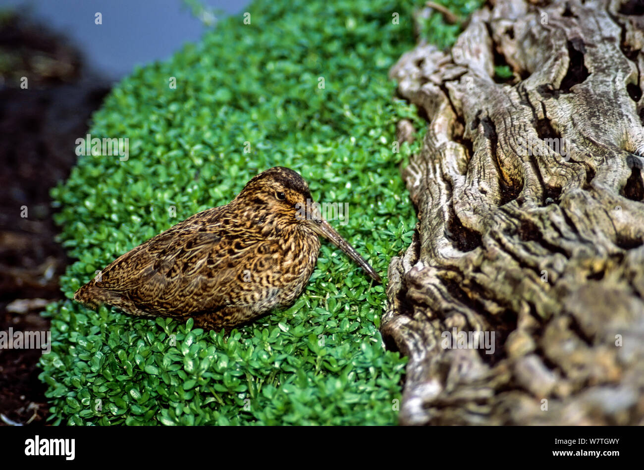 Snares Island Snipe (Coenocorypha aucklandica huegeli) probing soggy ...