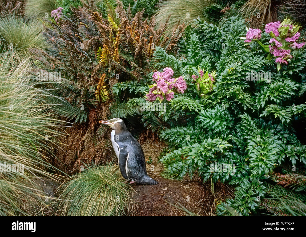 Yellow-eyed Penguin (Megadyptes antipodes) walking to nest amongst ...