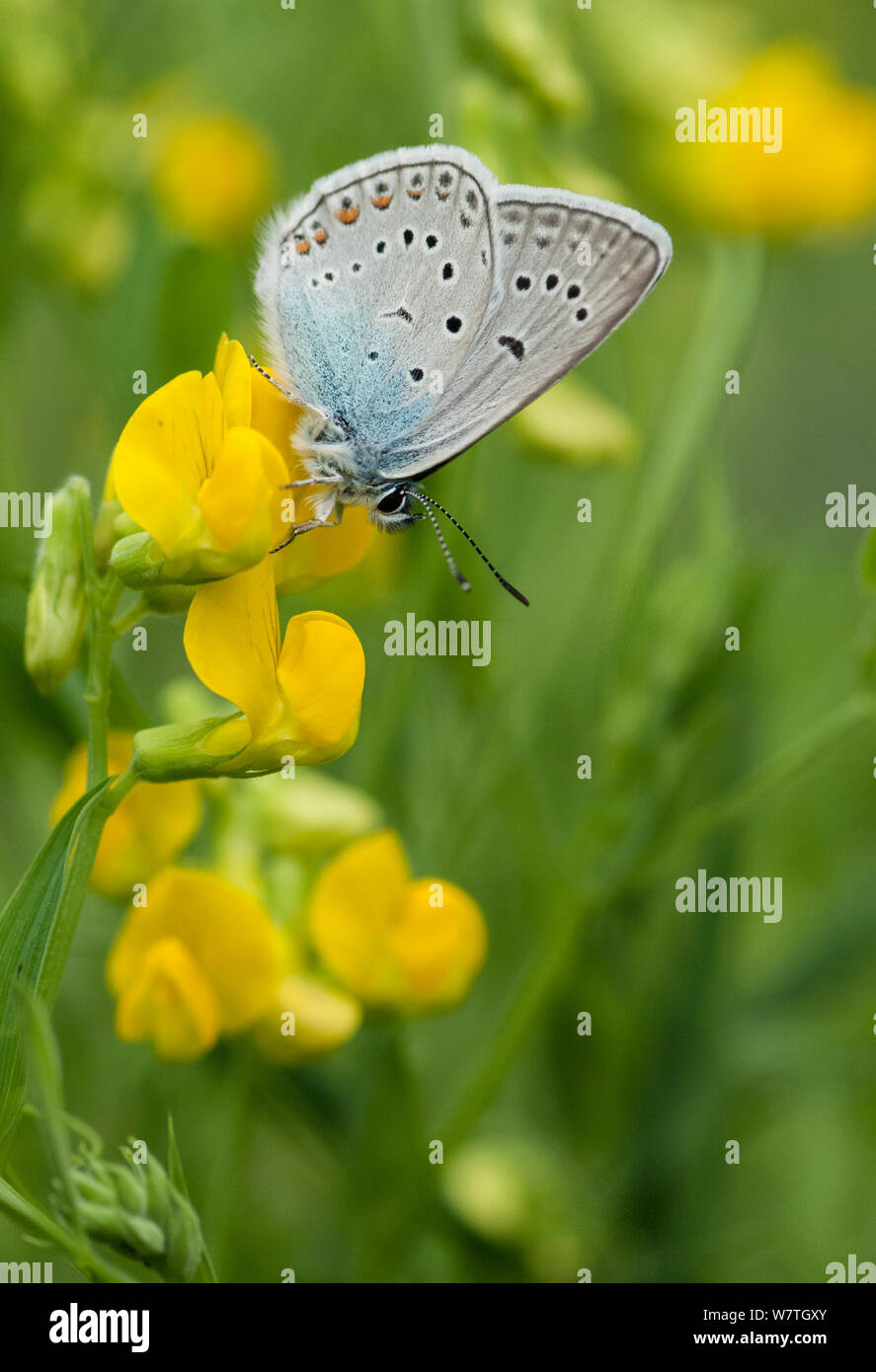Amanda's blue butterfly (Polyommatus amandus) on Birds foot trefoil ...