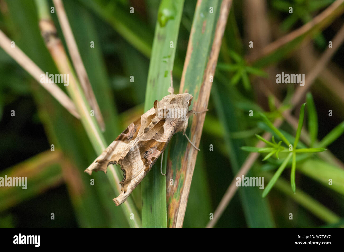 Angle shades moth hi-res stock photography and images - Alamy
